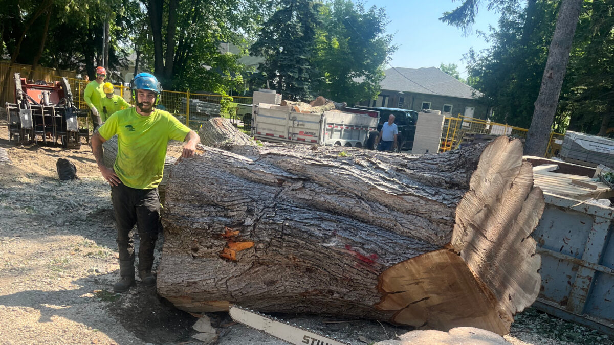 Professional Tree Removal in Ontario | Tyler's Tree Services