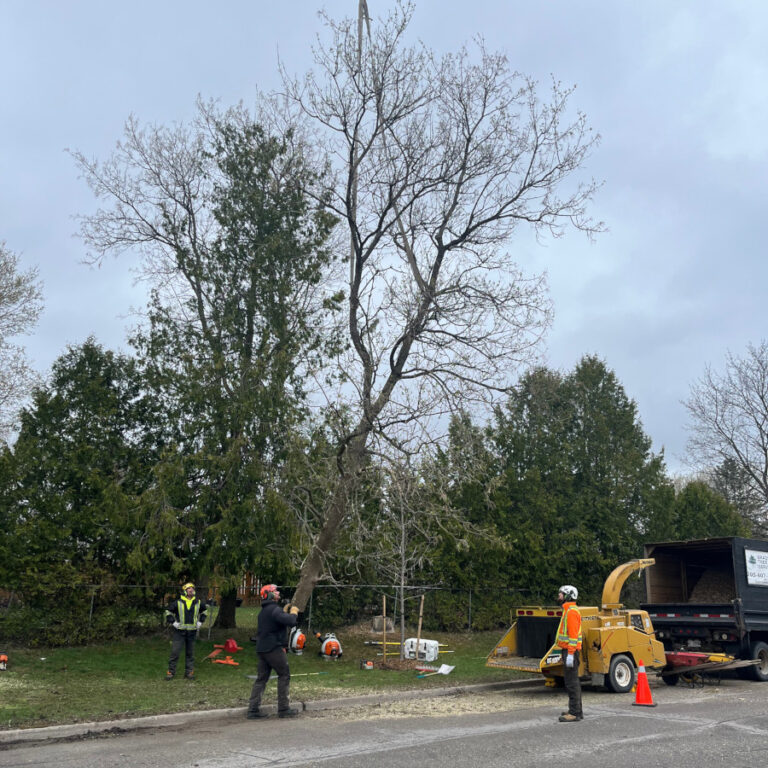 About Us - Tyler's Tree Services